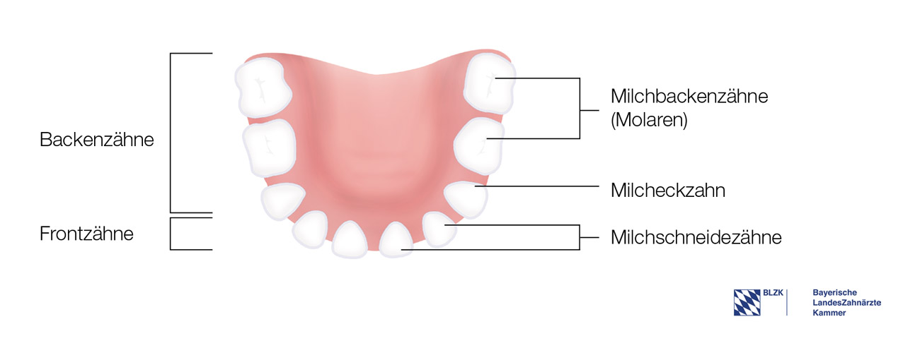Die Milchzähne | zahn.de